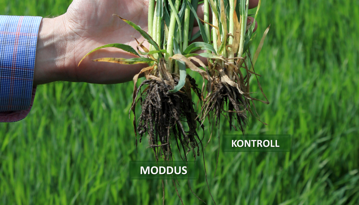 Kuo skiriasi „Moddus Start“ ir „Moddus 250 EC“? | Syngenta